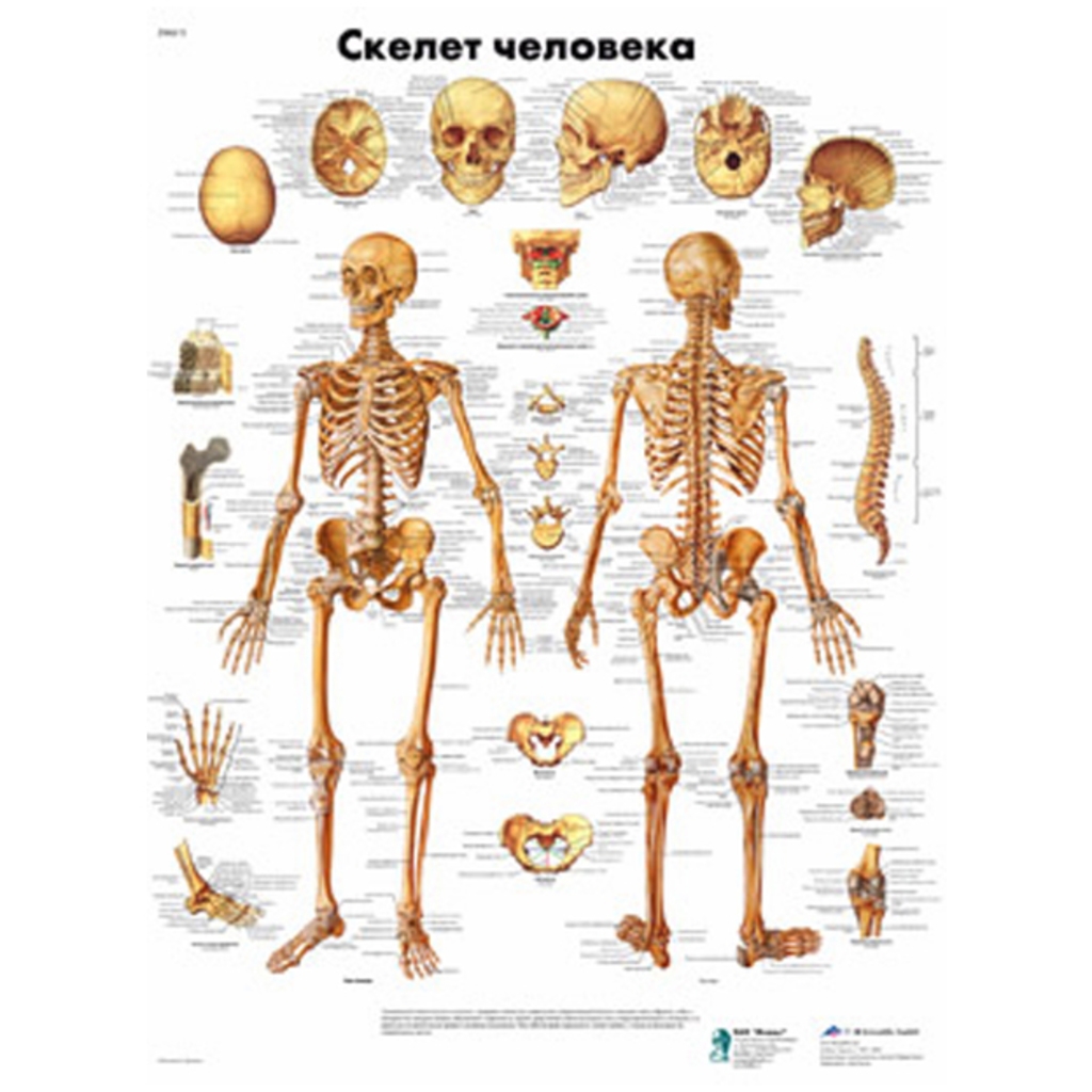 Анатомический плакат "Скелет человека" купить оптом постеры, плакаты в ...